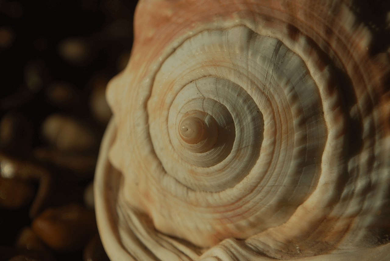 Fibonacci I Naturen 9 Examples Of The Golden Ratio In Nature